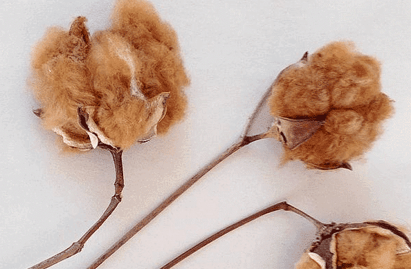What Is Colored Cotton? A New Type Of Textile Material